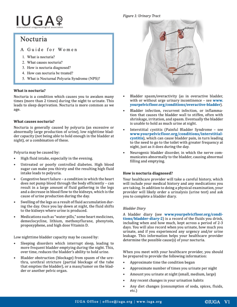 Screenshot-Nocturia_Leaflet-eng - Your Pelvic Floor